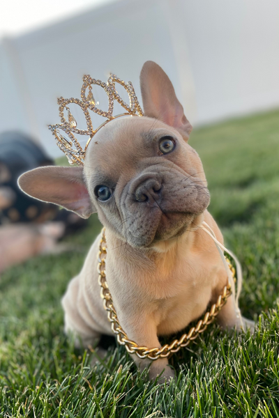 Puppies - Royal Frenchies