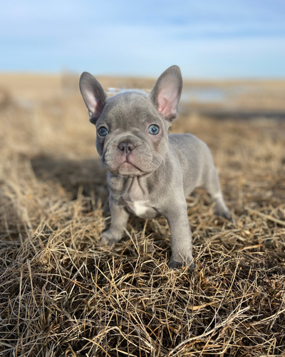 Royal Frenchies - French Bulldog Breeder
