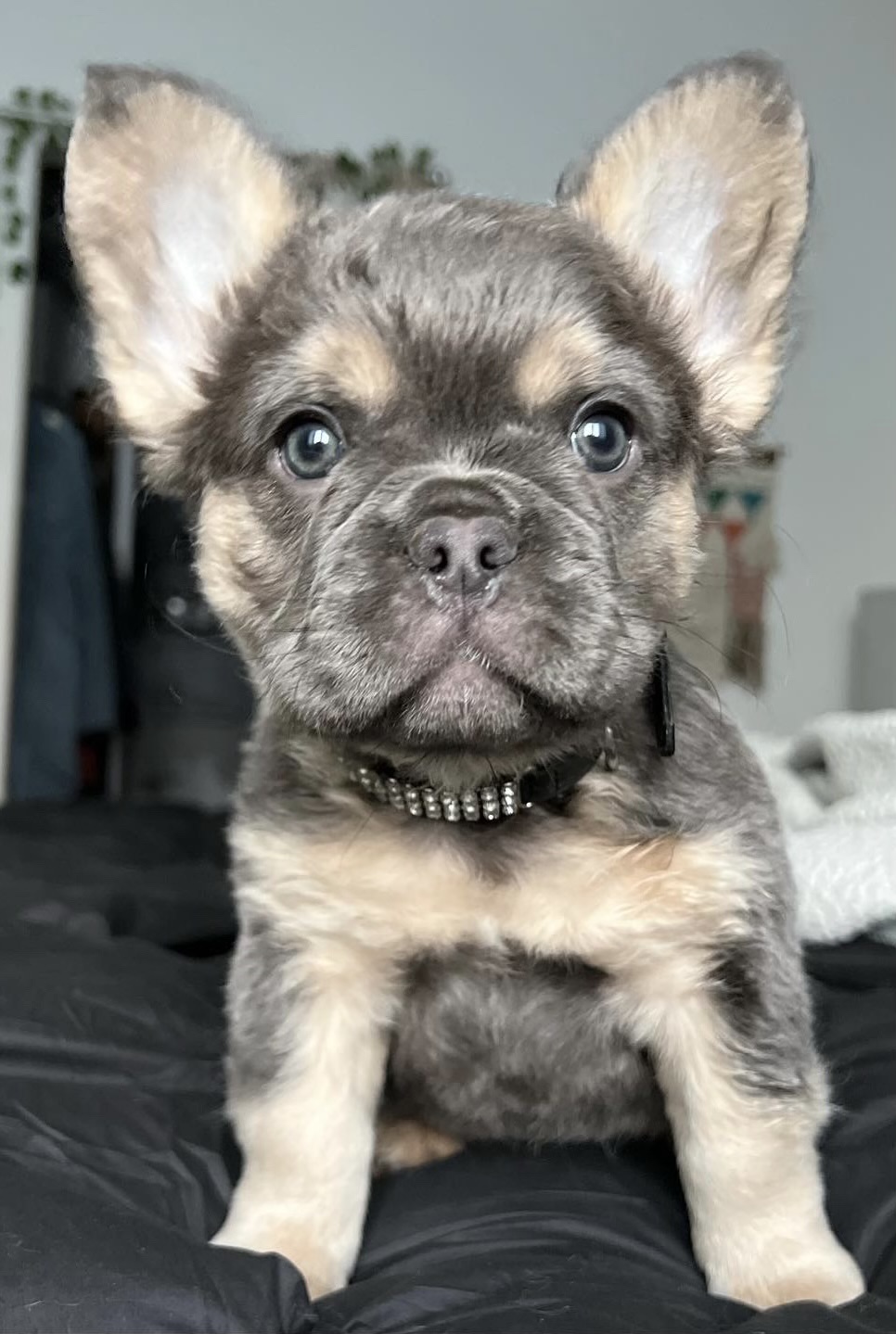 Puppies - Royal Frenchies