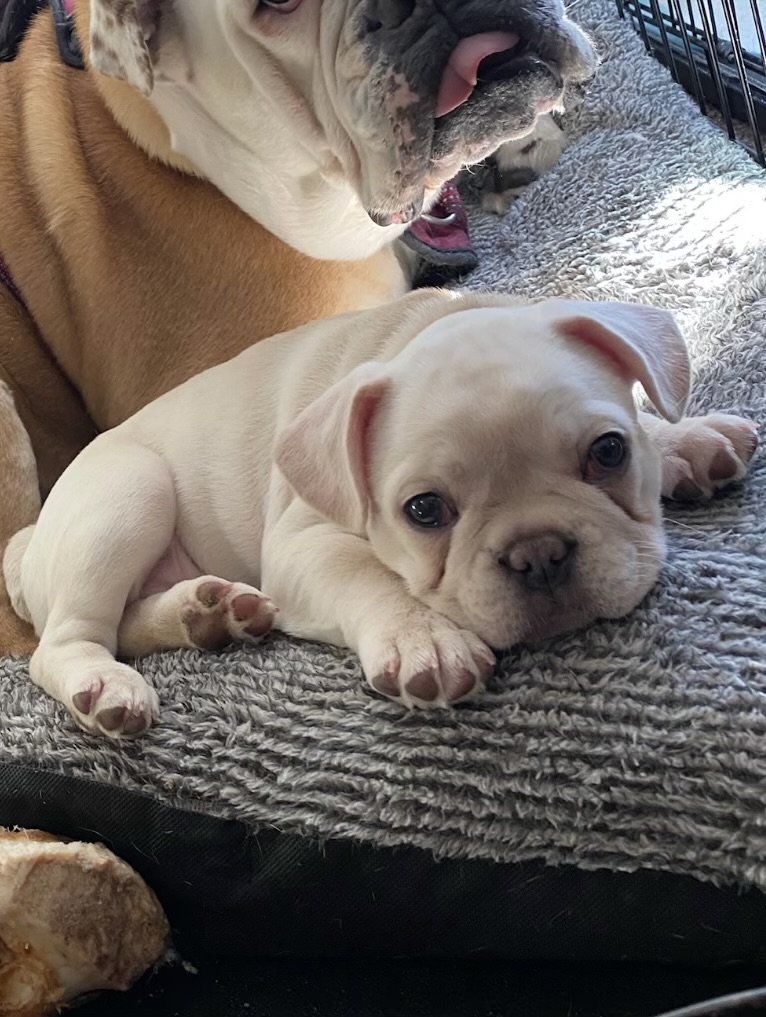 Puppies - Royal Frenchies