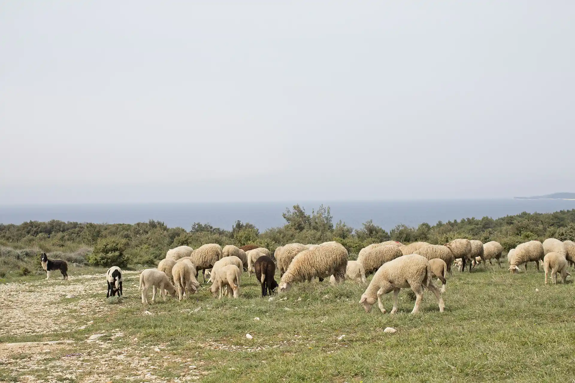 Cheese Road in Istria: A Delicious Journey Through Cheese-Making Region