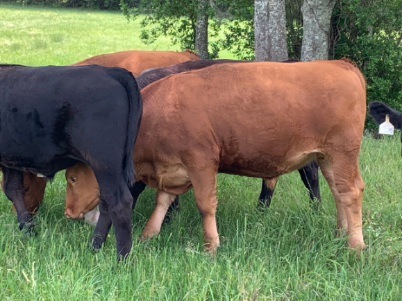 Meat Processing in Spring, TX • Earl's Custom Meats and Processing