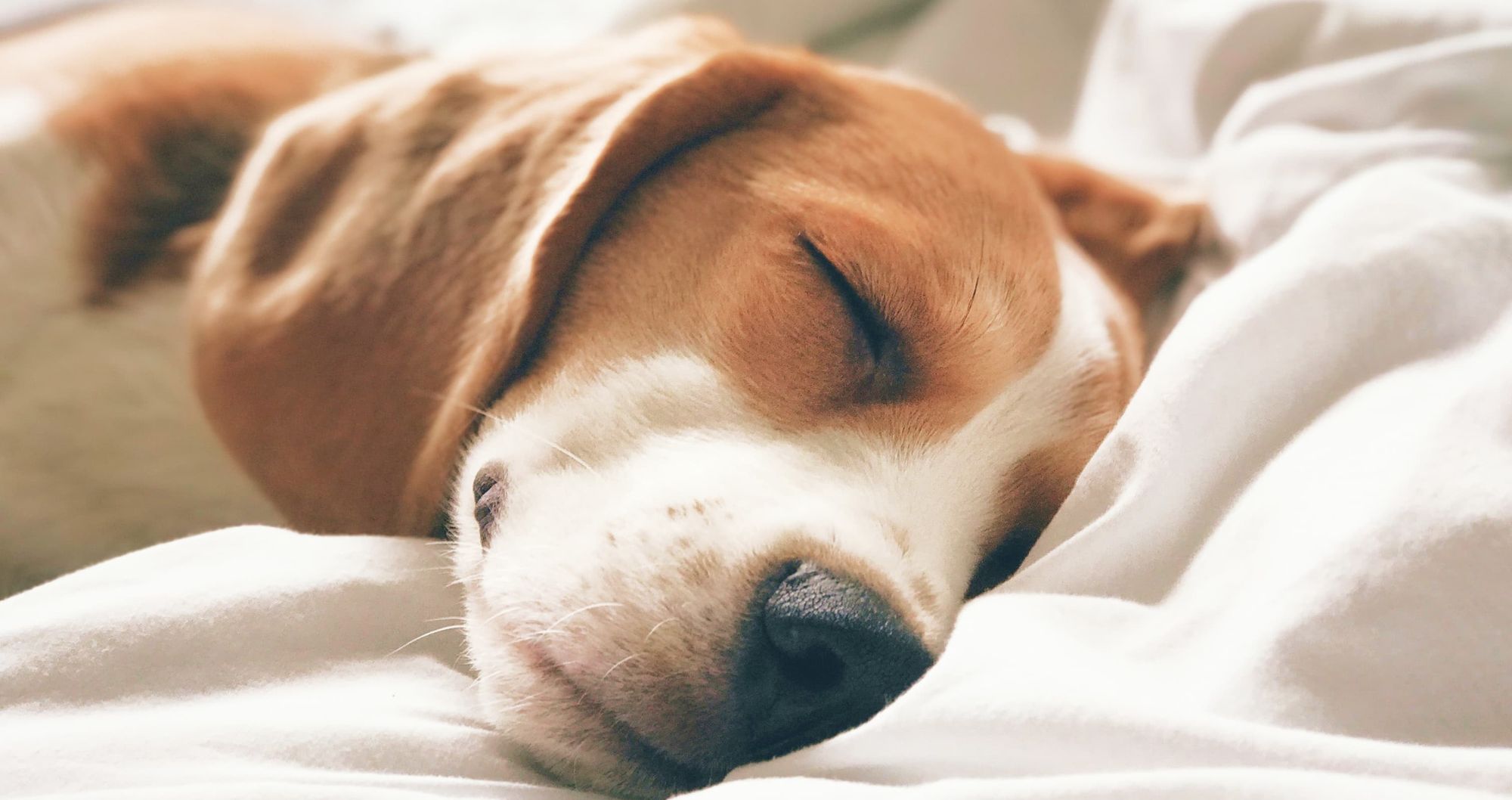 Remington Suite Accommodations