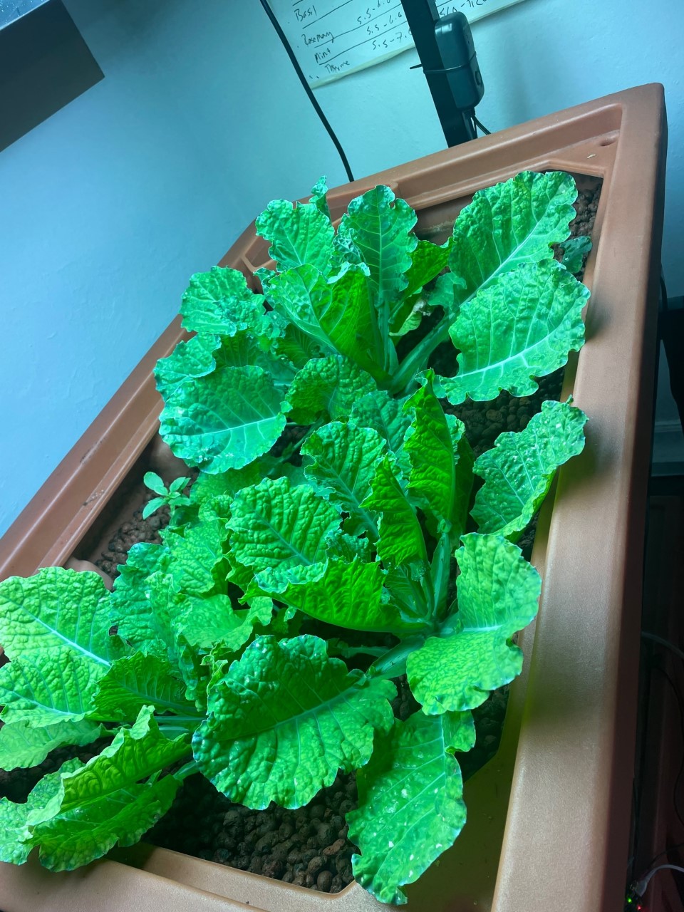 SpatialGrow - Classroom