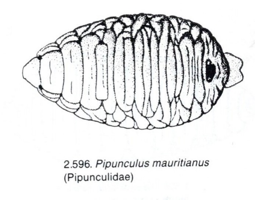 Paul Ferrar - Articles