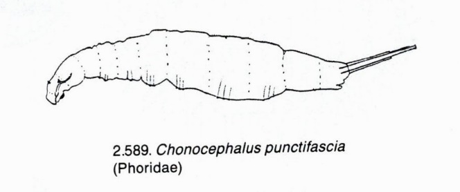 Paul Ferrar - Articles
