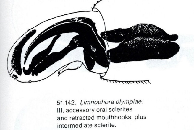 Paul Ferrar - Articles