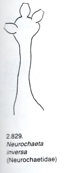 Paul Ferrar - Articles