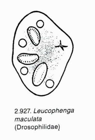 Paul Ferrar - Articles