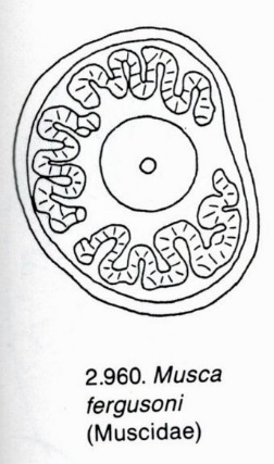 Paul Ferrar - Articles