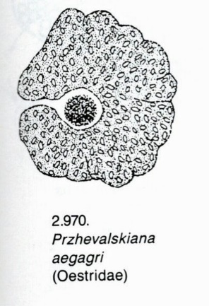 Paul Ferrar - Articles