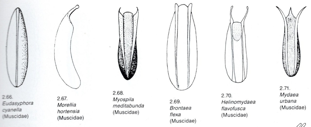 Paul Ferrar - Articles