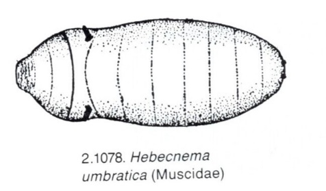 Paul Ferrar - Articles