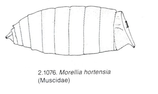Paul Ferrar - Articles