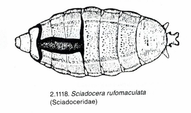 Paul Ferrar - Articles