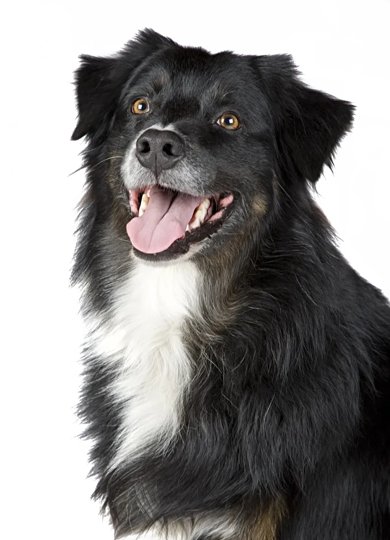 Dog Food Development