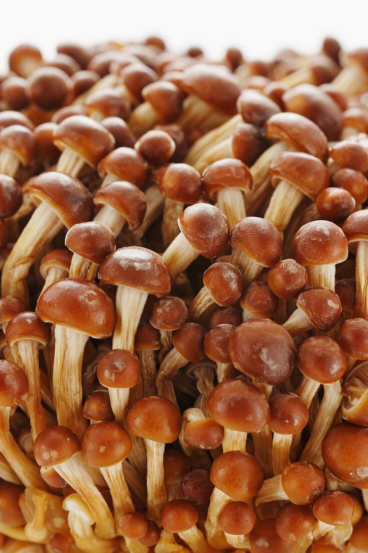 The Automatic Mushroom Grower