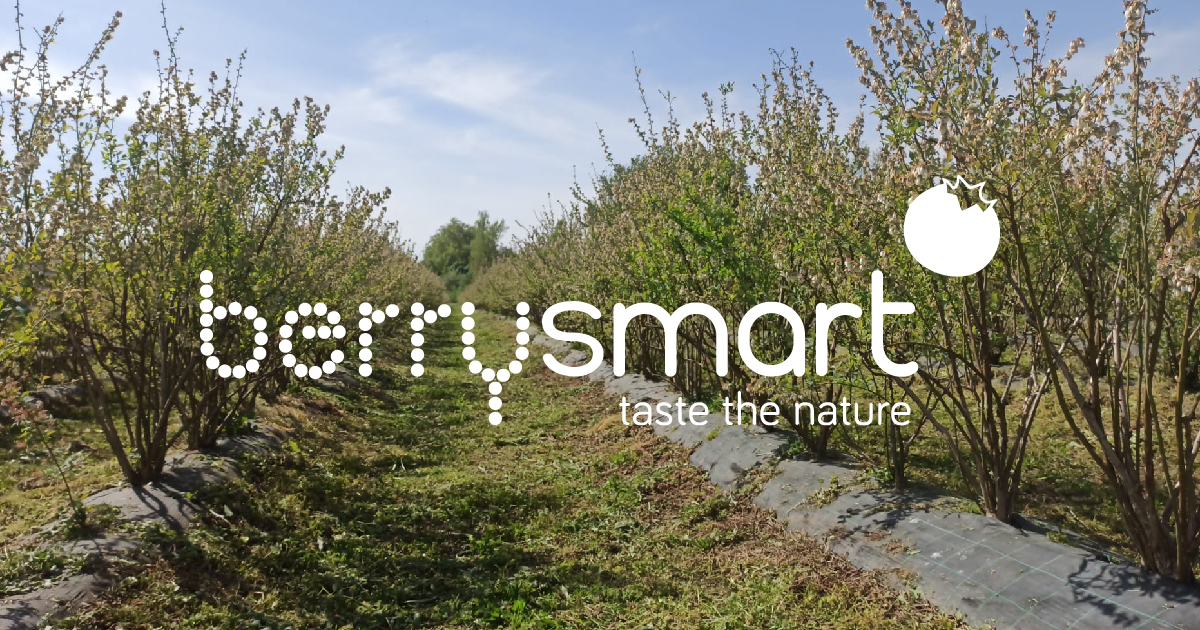 Berrysmart | Sobre