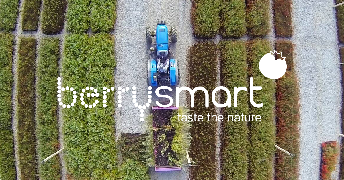 Berrysmart | Planta