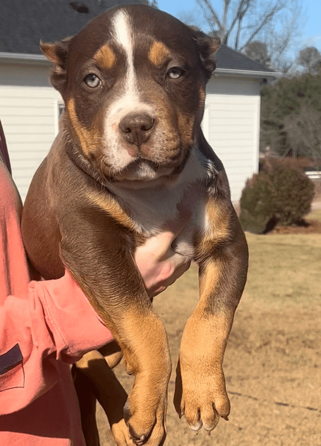 Puppies | Carolina Bullies