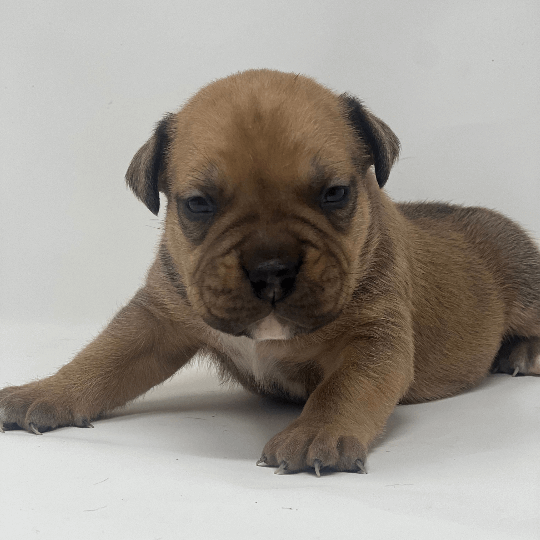 Carolina Bullies | American XL Bully | XL Bully Puppies