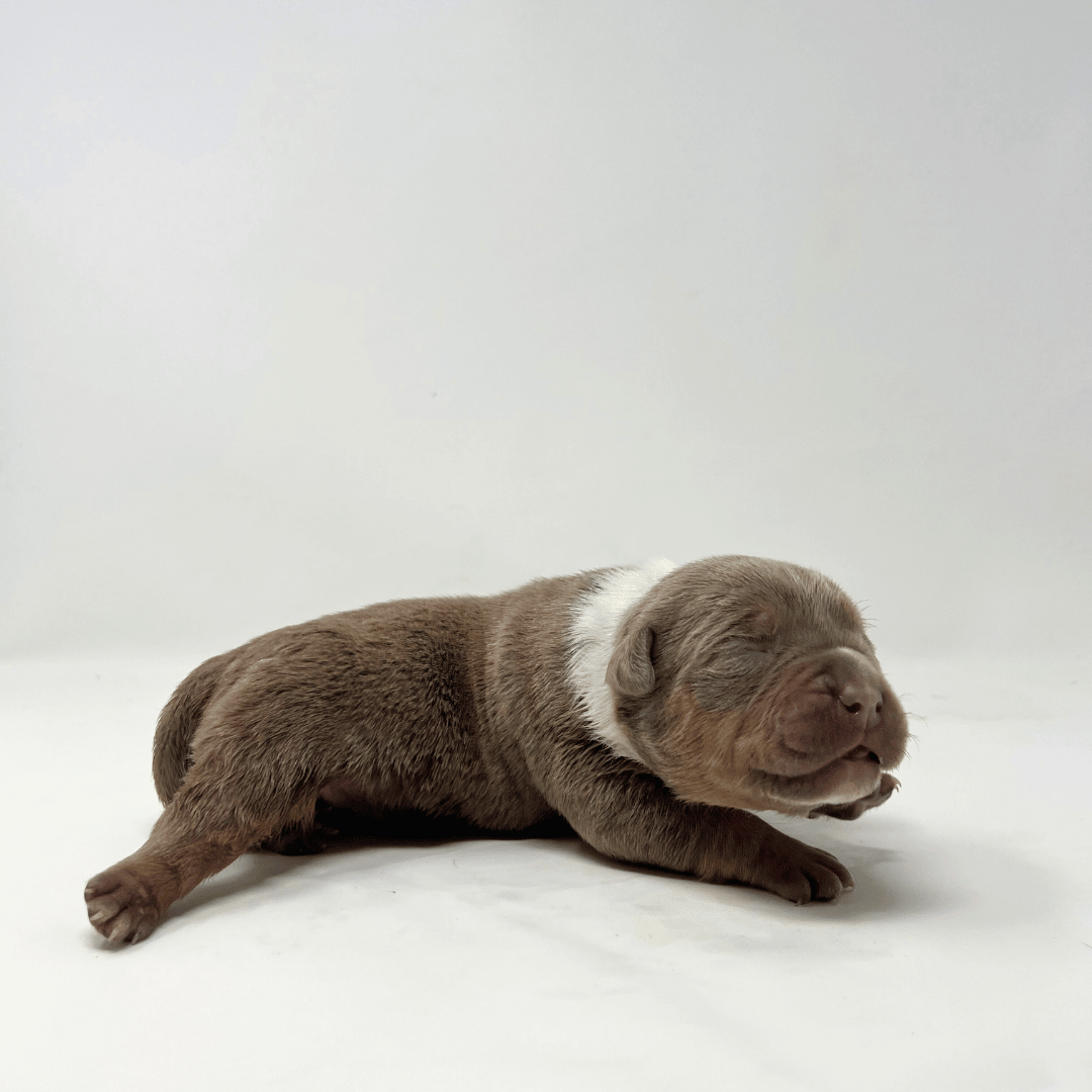 XL Bully Puppies | Carolina Bullies