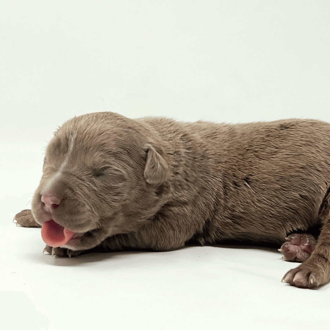 XL Bully Puppies | Carolina Bullies