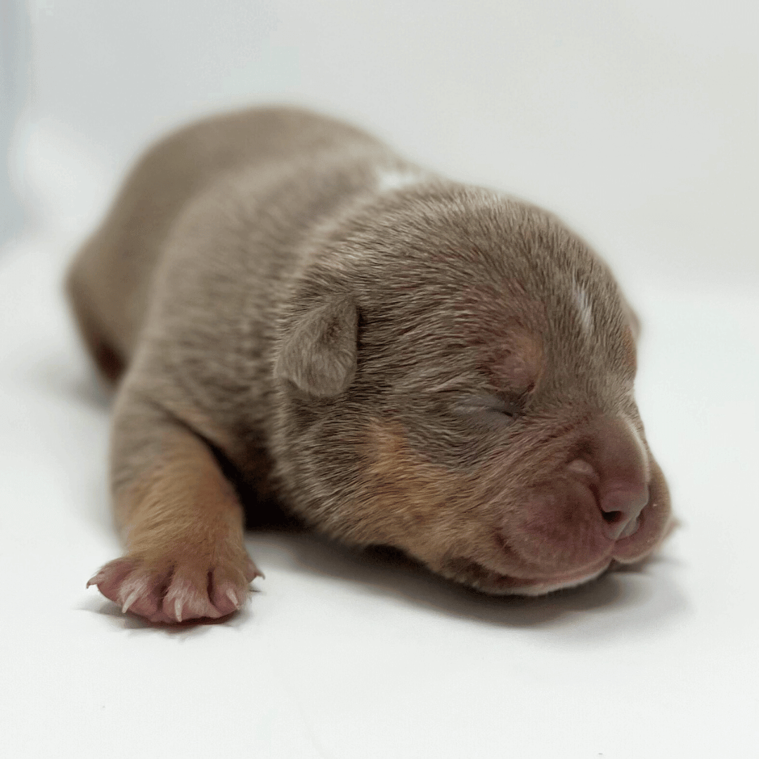 XL Bully Puppies | Carolina Bullies