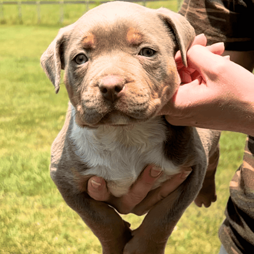Carolina Bullies | American XL Bully | XL Bully Puppies