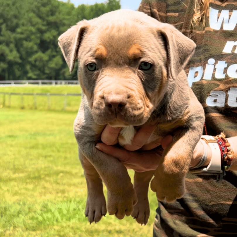 Carolina Bullies | American XL Bully | XL Bully Puppies