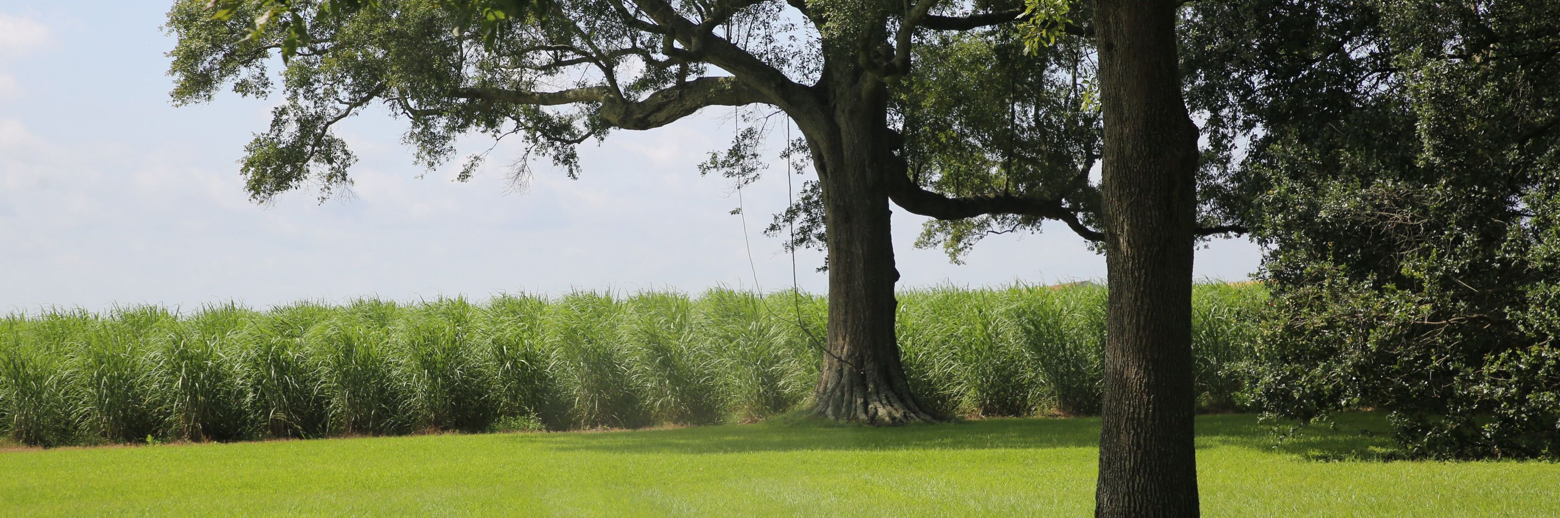 Oxbow Rum Distillery - Experience the bright, smooth taste of sugarcane ...