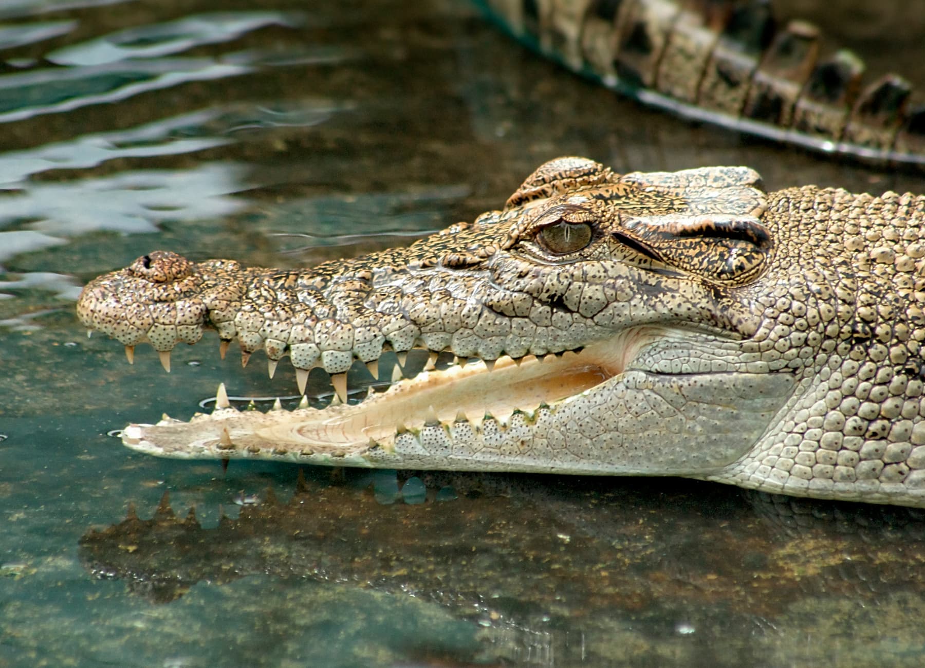 Best Daintree Rainforest Trips & Tours