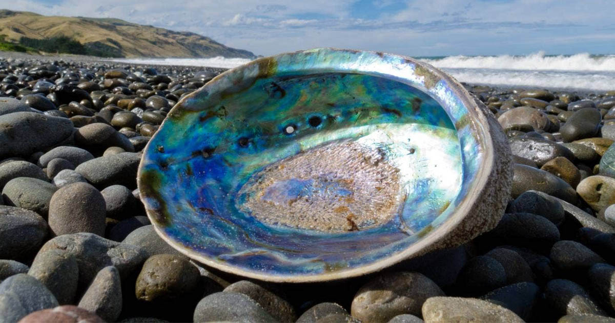 Amoa Seafoods, Masterton, Wairarapa