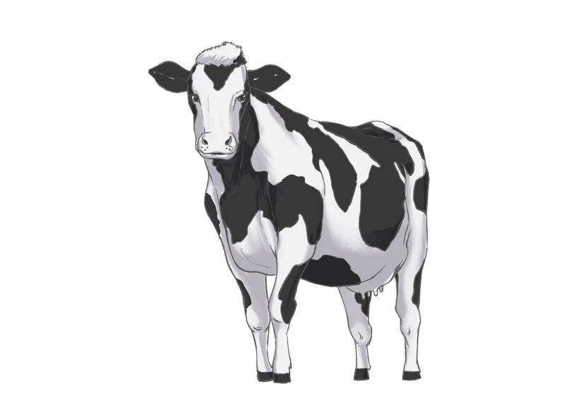 Nammilk | Pure Goodness: Uncover the purity in every drop