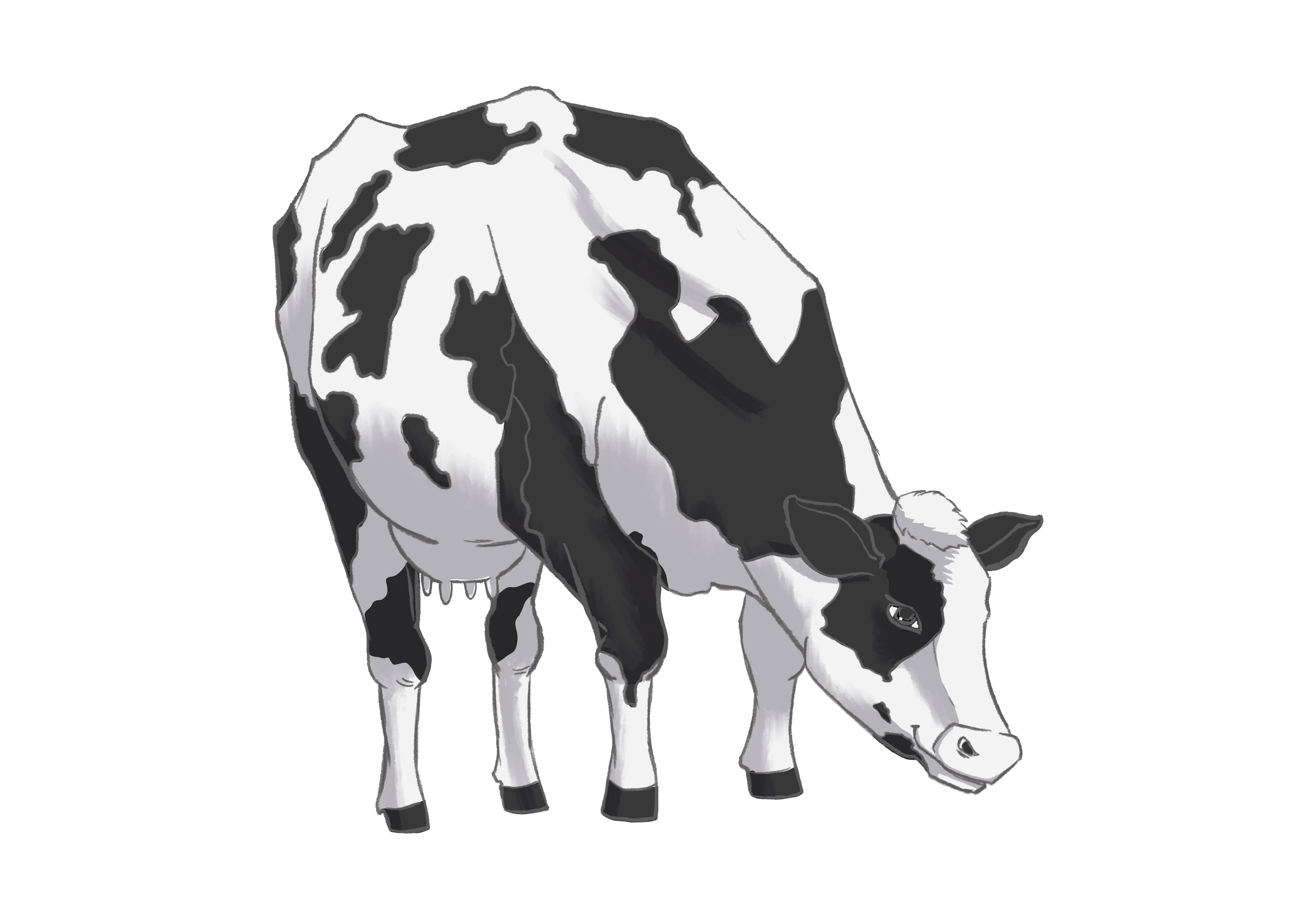 Nammilk | Pure Goodness: Uncover the purity in every drop