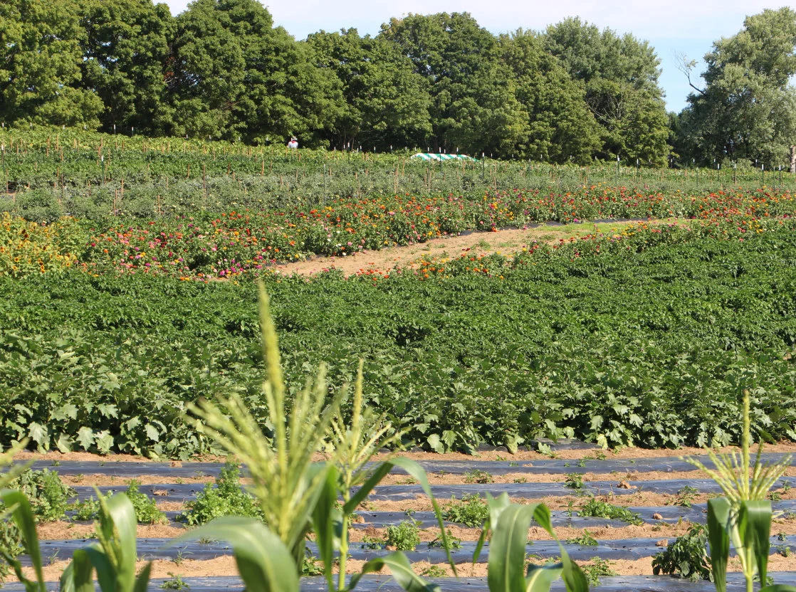 Singh Maple Farm| Fresh Fruits and Vegetables