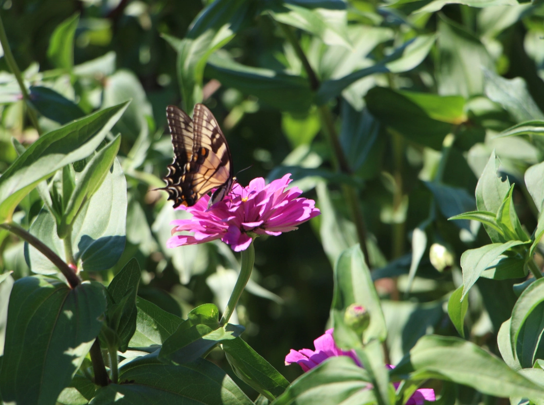 Singh Maple Farm| Fresh Fruits and Vegetables