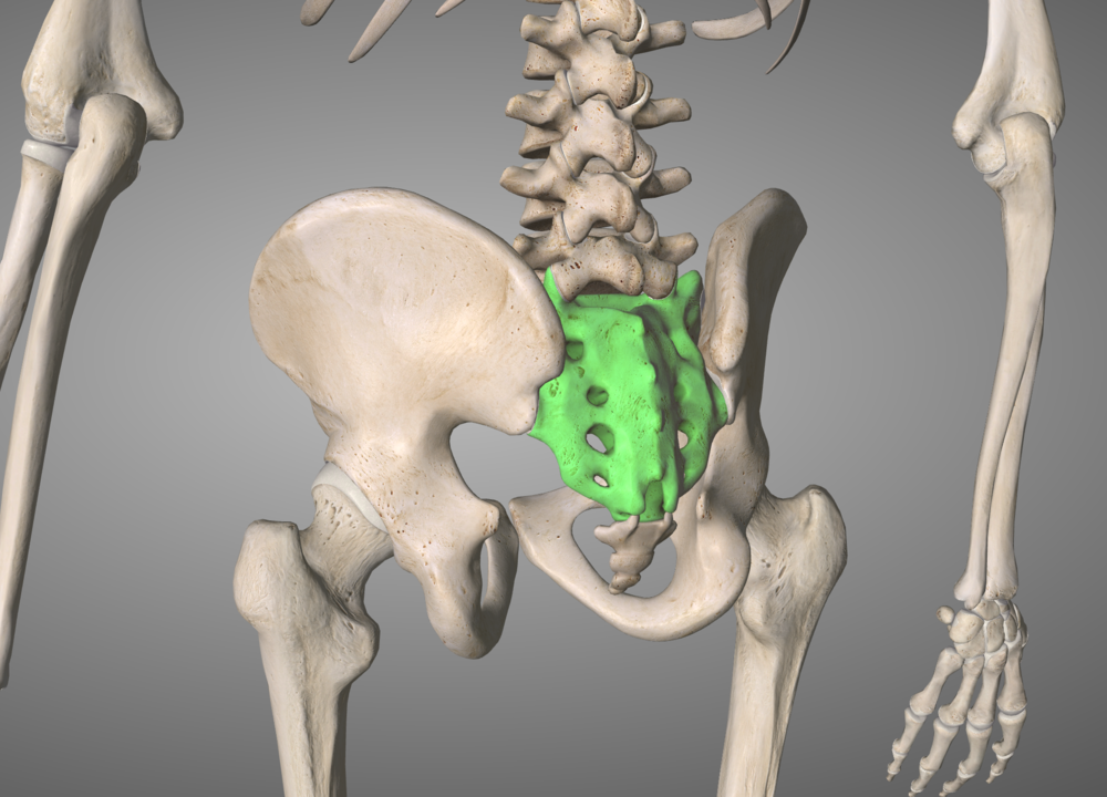 Biomechanics of the spine - posture, forces and structures | Core Advantage