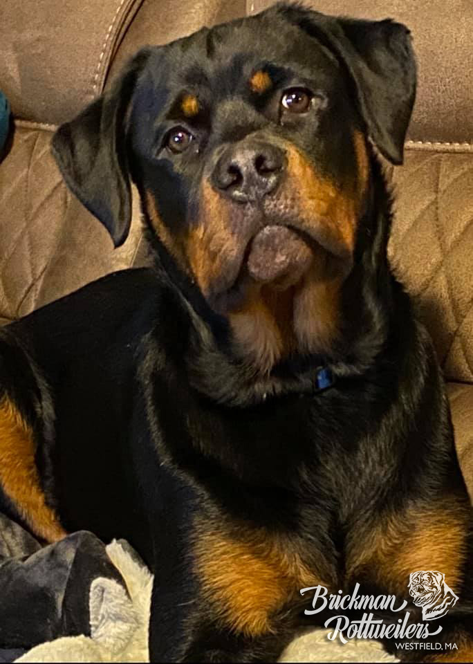 Brickman Rottweilers Dog and Puppy Gallery | Westfield, MA