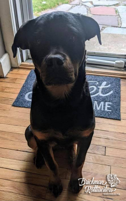Brickman Rottweilers Dog and Puppy Gallery | Westfield, MA