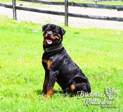 Brickman Rottweilers Dog and Puppy Gallery | Westfield, MA
