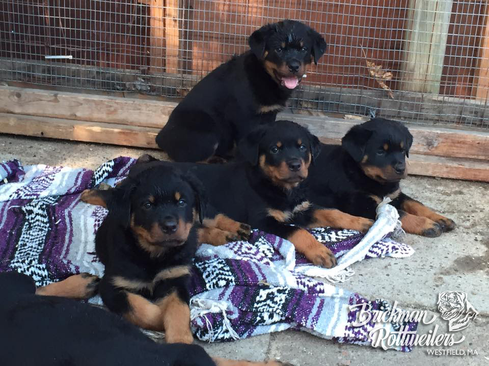 Brickman Rottweilers Dog and Puppy Gallery | Westfield, MA