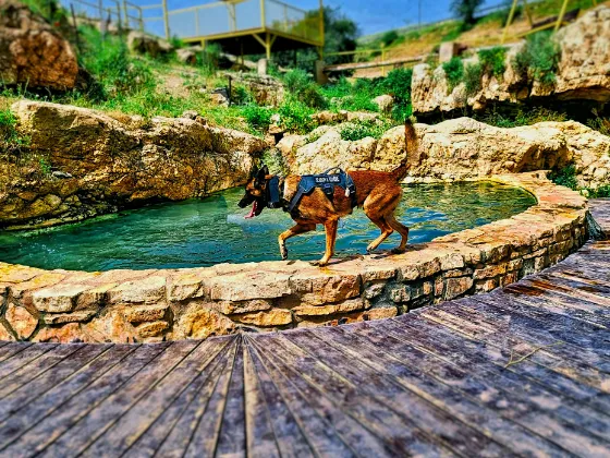 About DogBase - Why Forward-Thinking Teams Trust DogBase