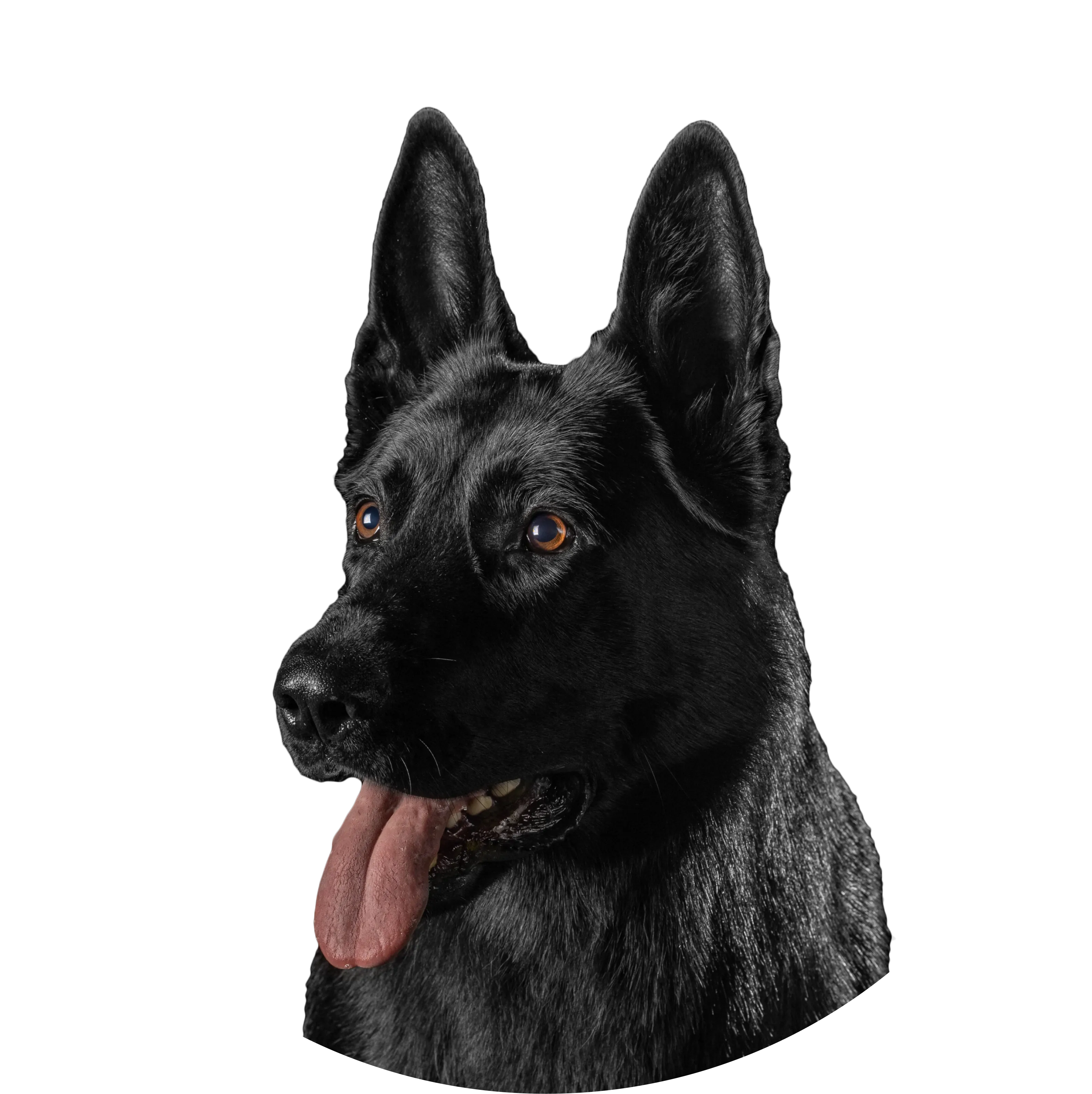 Why DogBase - Trusted by working dog handlers and beyond