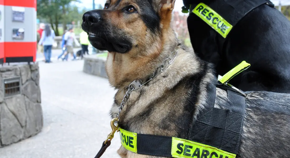 How Search and Rescue Teams Use Working Dogs to Save Lives