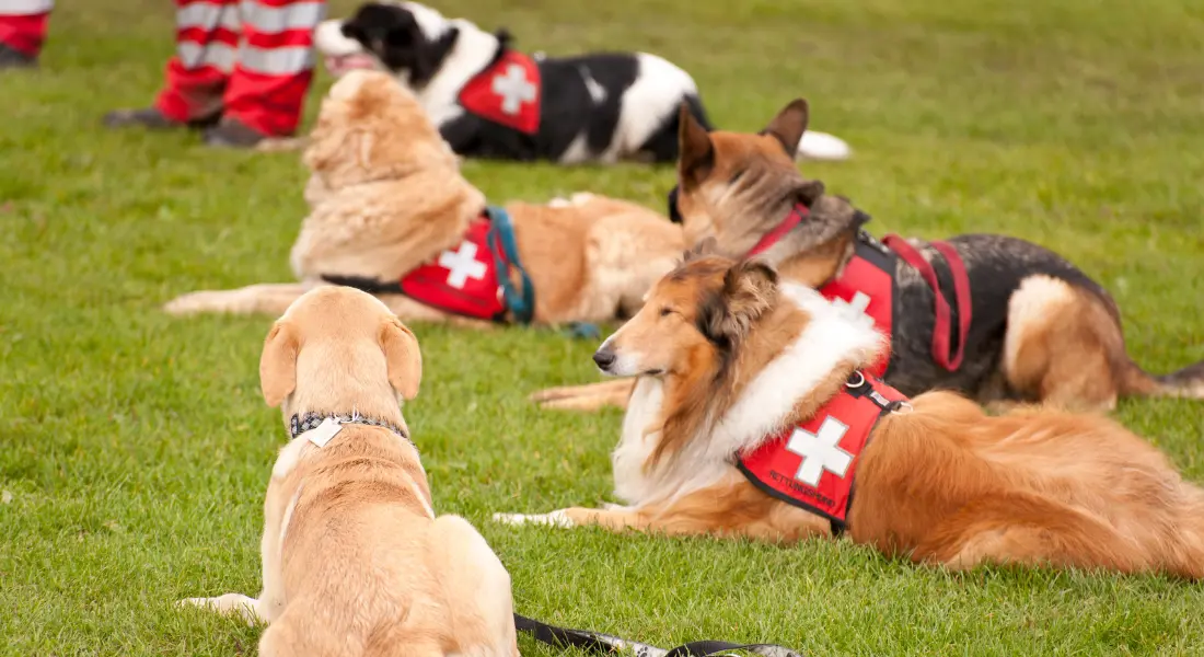 How Search and Rescue Teams Use Working Dogs to Save Lives