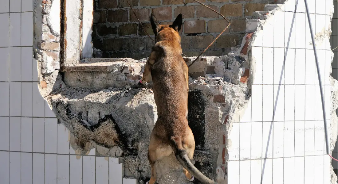 How Search and Rescue Teams Use Working Dogs to Save Lives