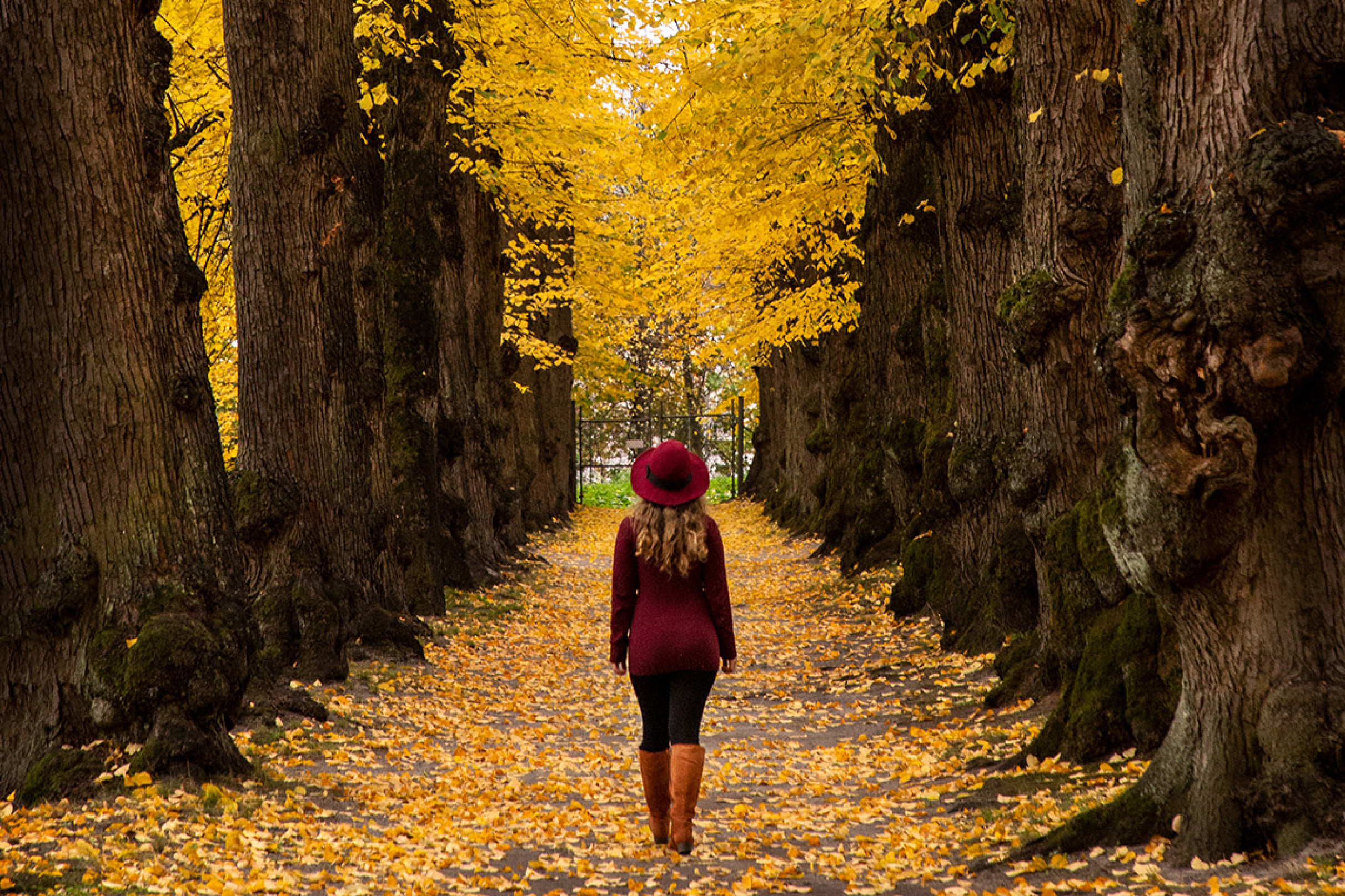 Dreaming of Autumn