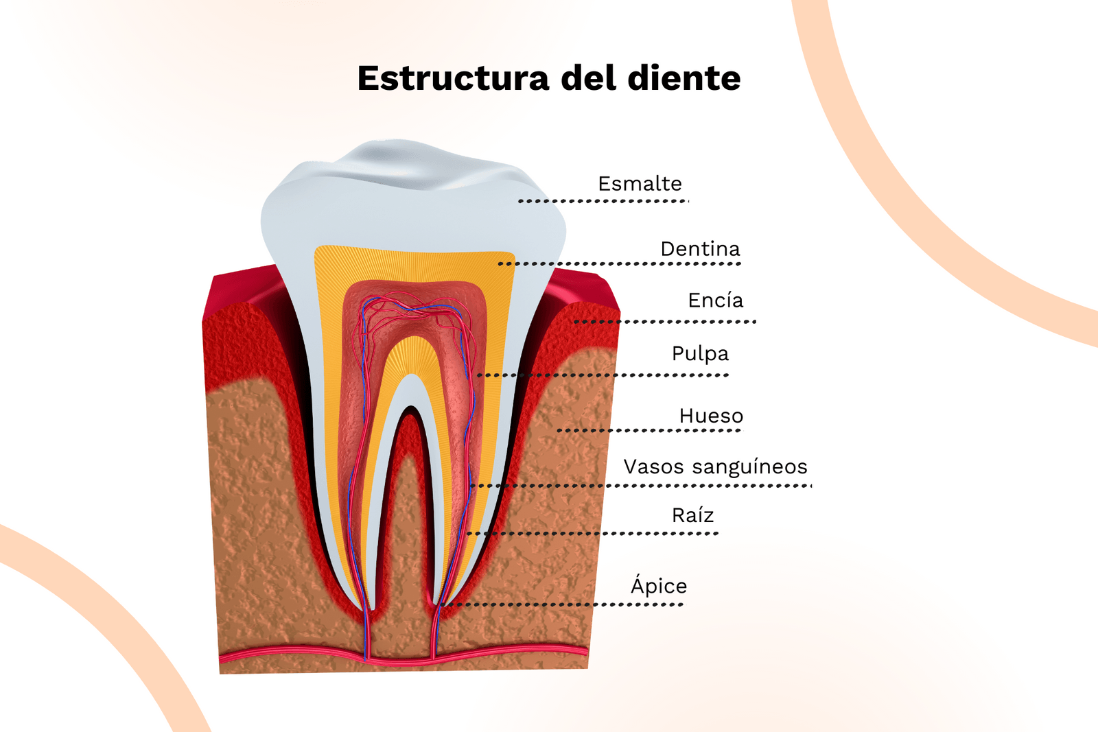 Dentina: ¿qué es, cuáles son sus tipos y cómo cuidarla? | Moons