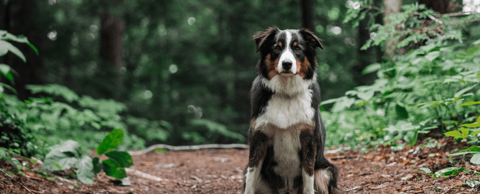 North Hound Life - Your pet's health starts here